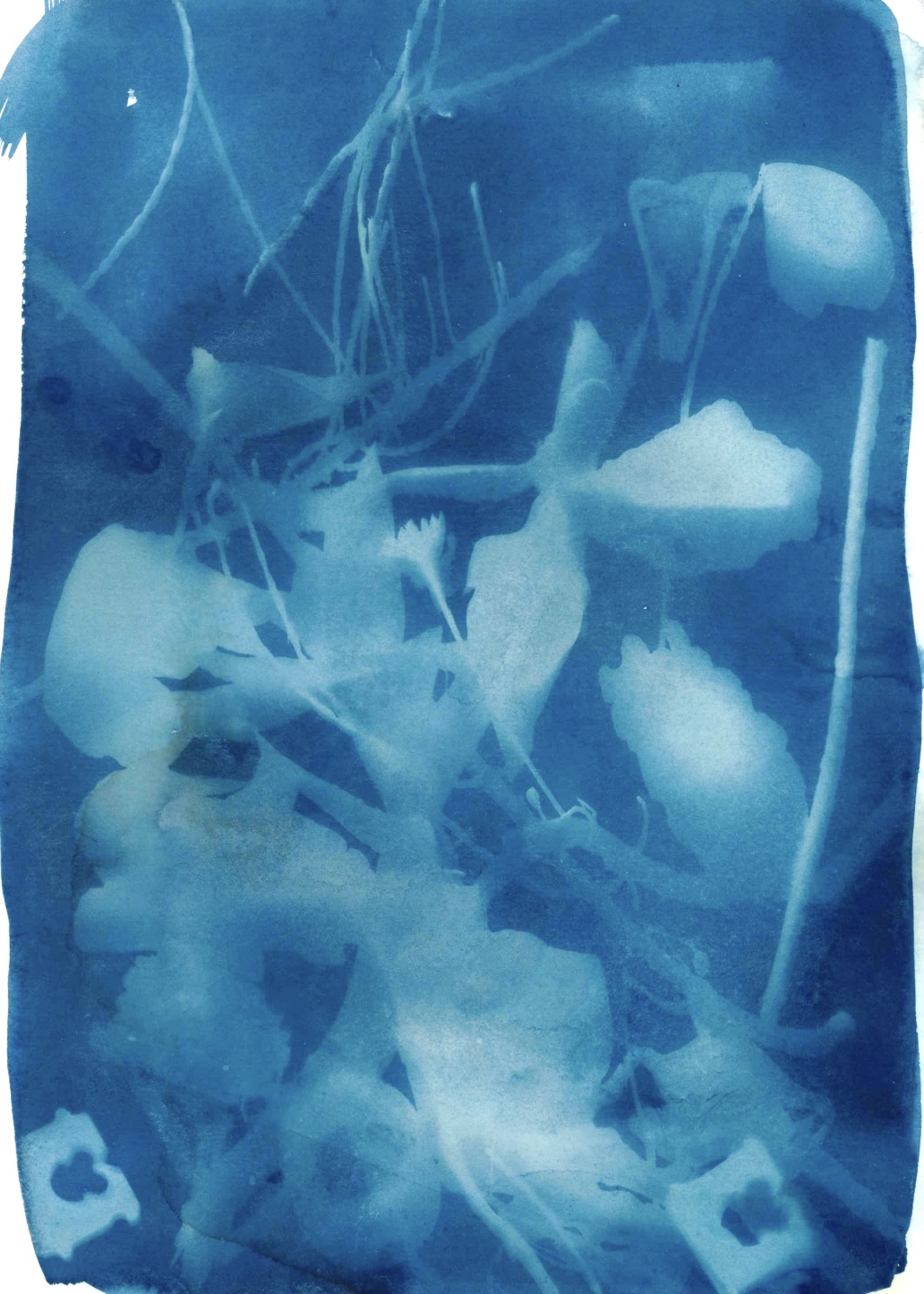 CREATING BOTANICAL CYANOTYPES WORKSHOP - West Coast Curated